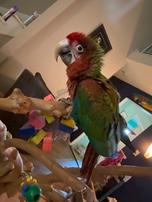 Midnight Parrot Parrot Available Babies, Macaws for sale, parrots for ...