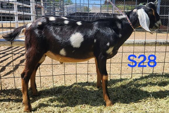 Sales Information Breeding Kidding