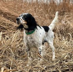 Llewellin Setters - Cash Setters