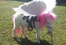 Pretty Pony Parties Houston Tx