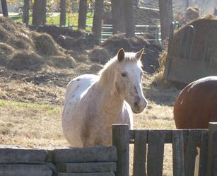 Meet The Horses - Horseback Riding Tipton Iowa City Cedar Valley Stables