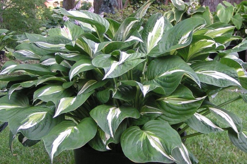 Home [www.perennialaccentsofroyaloak.com]