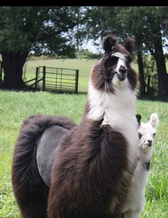 Home [www.iowallamas.org]