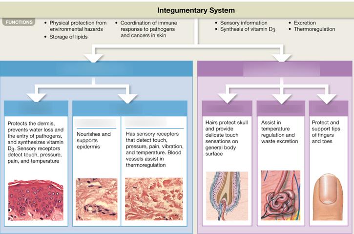Integumentary system