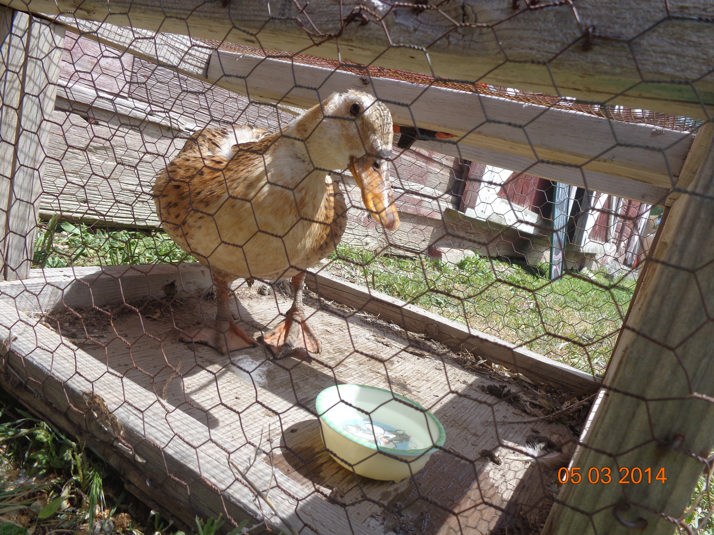 Barnyard Babies at Clark Historic Farm