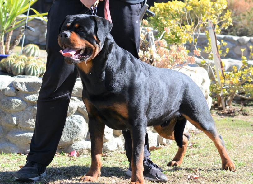 Von Ruelmann Rottweilers inc - German Rottweiler Puppies For Sale ...