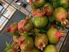 California Flower Shippers, Inc. Home Page