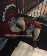 Midnight Parrot Parrot Available Babies, Macaws for sale, parrots for ...