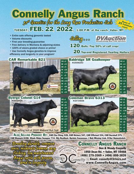 Connelly Angus Sale Page