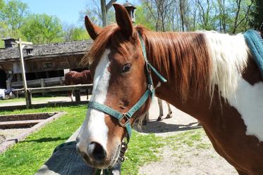 Meet The Horses - Horseback Riding Tipton Iowa City Cedar Valley Stables