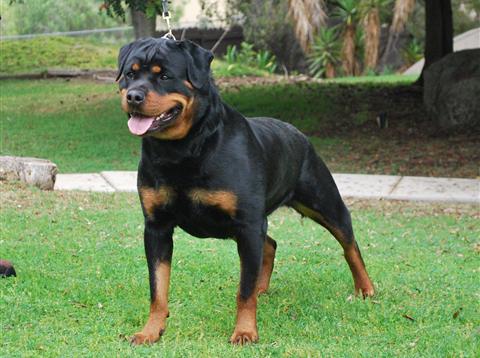 Von Ruelmann Rottweilers inc - German Rottweiler Puppies For Sale ...