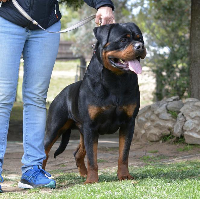 German Rottweiler Puppies For Sale - Von Ruelmann Rottweilers inc : Other