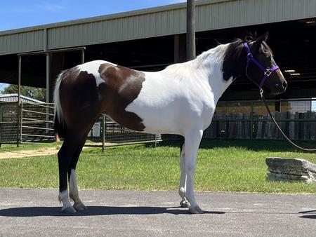 Horses for Sale | Whiskey Canyon Ranch