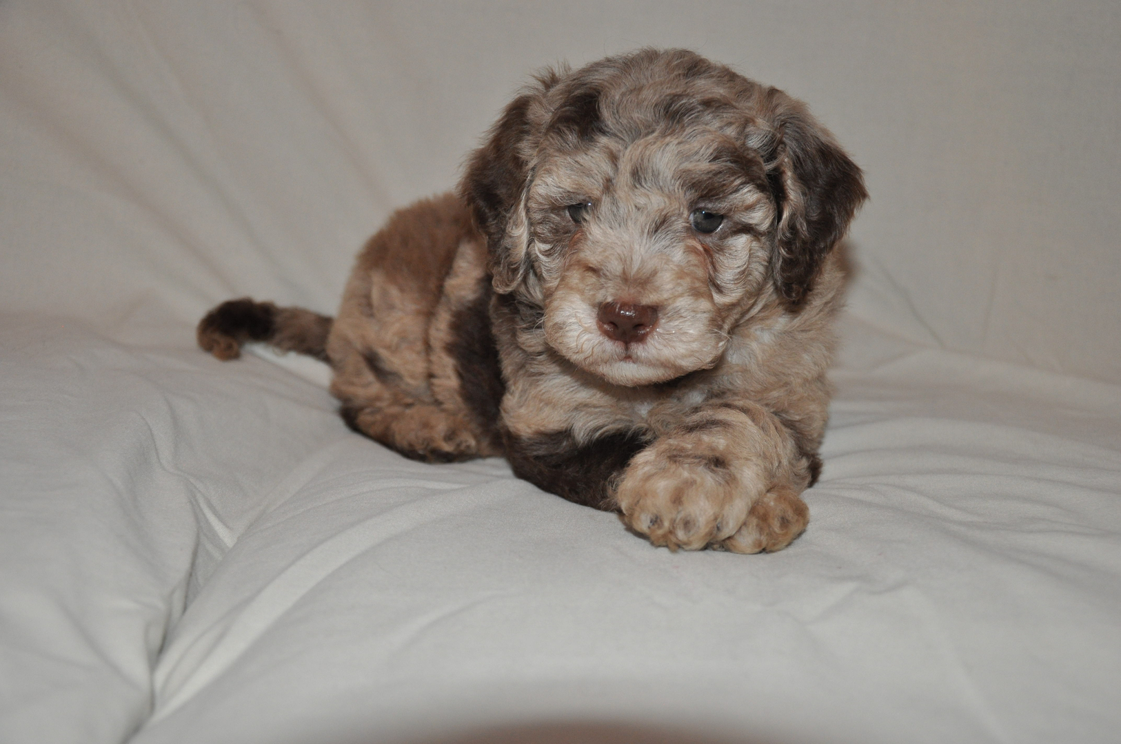 Snickers and Astro's Early 2016 Litter