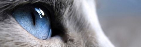 Invicta Animal Health