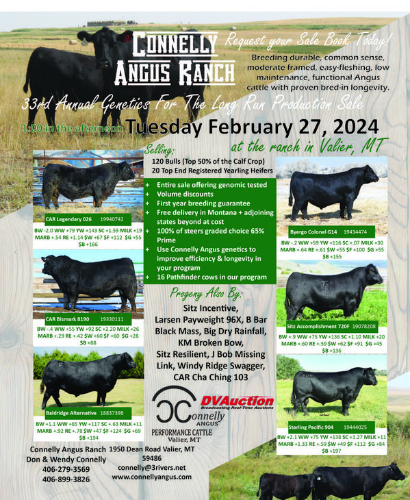 Home [www.connellyangus.com]