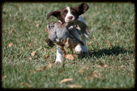 Bird Crazy Gun Dogs - Hunting Dog Training, Gun Dog Training, Labrador ...