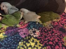 Midnight Parrot Parrot Available Babies, Macaws for sale, parrots for ...