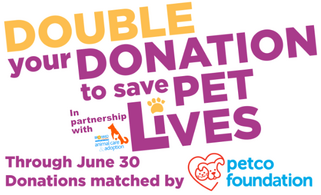 Home [www.thepetprojectfl.org]