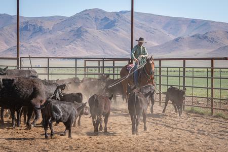 Home [thecowboylife.com]