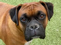 Dog Daycare, Dog Boarding - The Ruff House - Westford, Ma