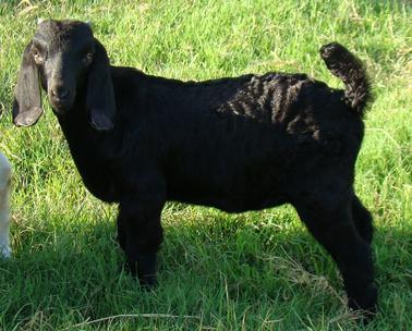100% ABGA BOER BUCKS FOR SALE