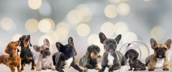 Home [www.downunderkennels.com]