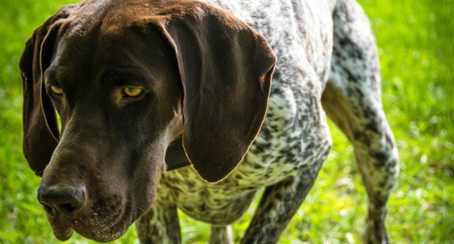 German Shorthaired Pointer Club of Indiana