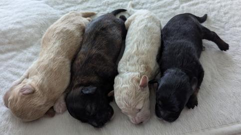 Rolling Meadows Puppies - Shichon Poo, shichonpoo, daisy dog, teddy ...