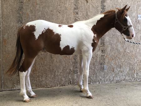 Horses for Sale | Whiskey Canyon Ranch