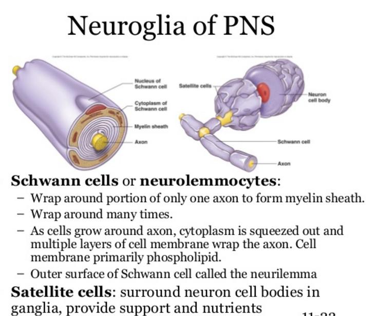 neural tissue