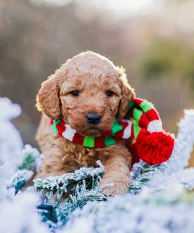 Goldendoodle Puppies for Sale Massachusetts - American Goldendoodle