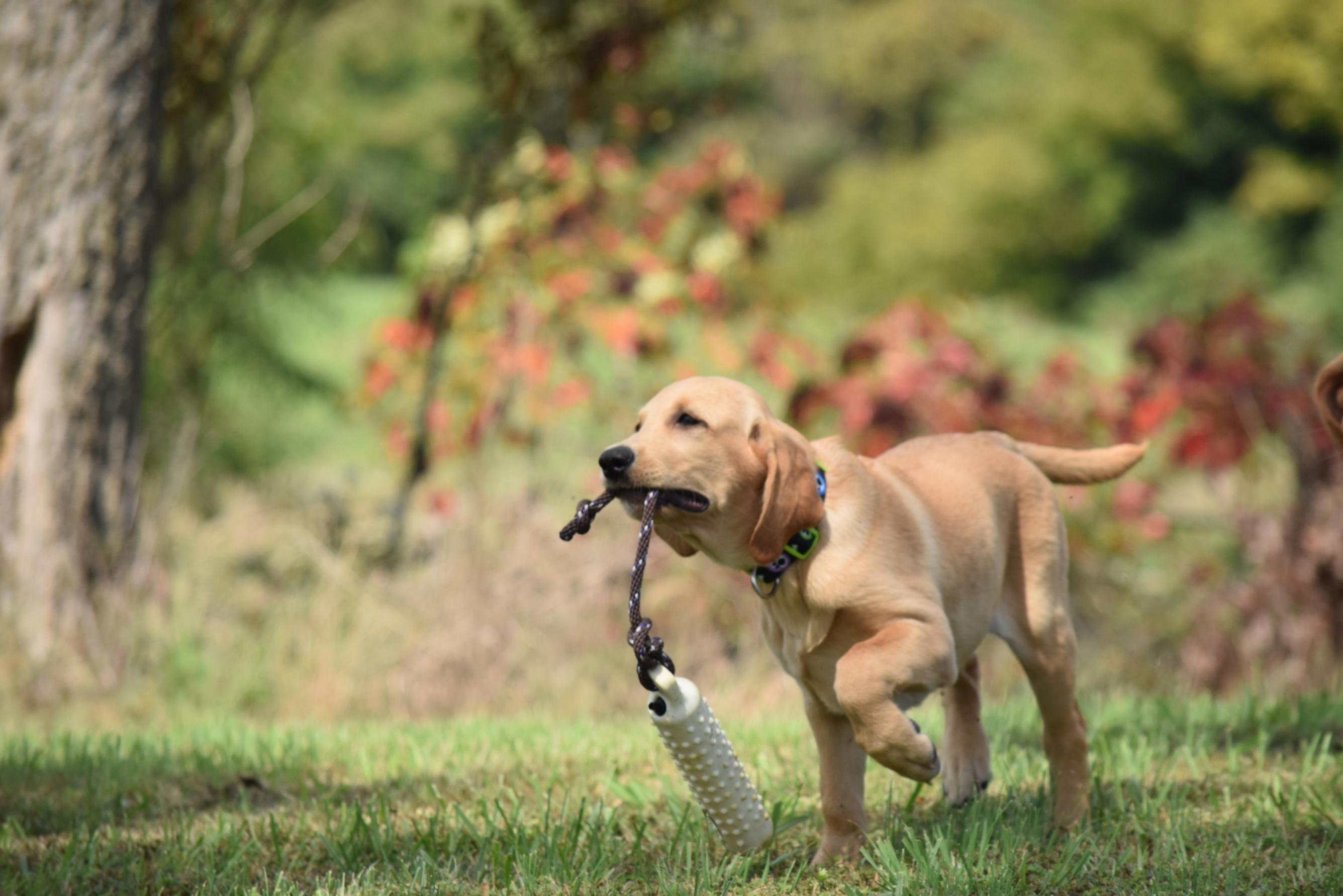 Labrador Retriever - Lab dogs
