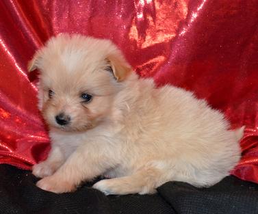 Available Puppies
