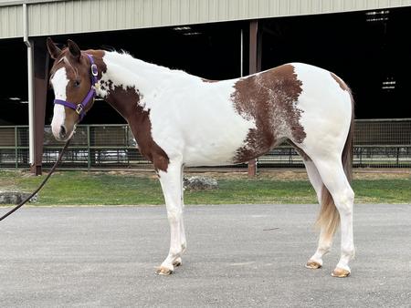 Horses for Sale | Whiskey Canyon Ranch