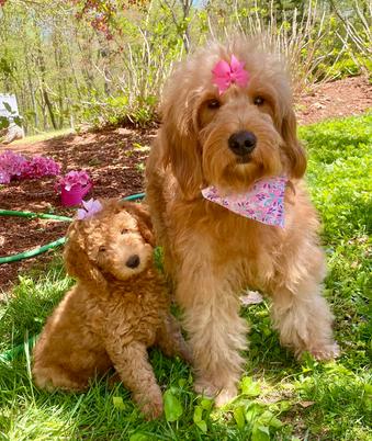 Goldendoodle Puppies for Sale Massachusetts - American Goldendoodle