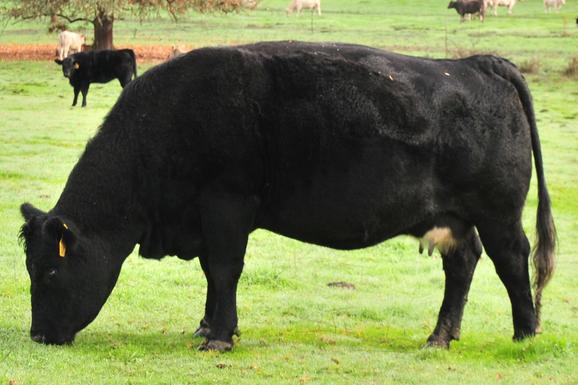 Murray Grey Beef