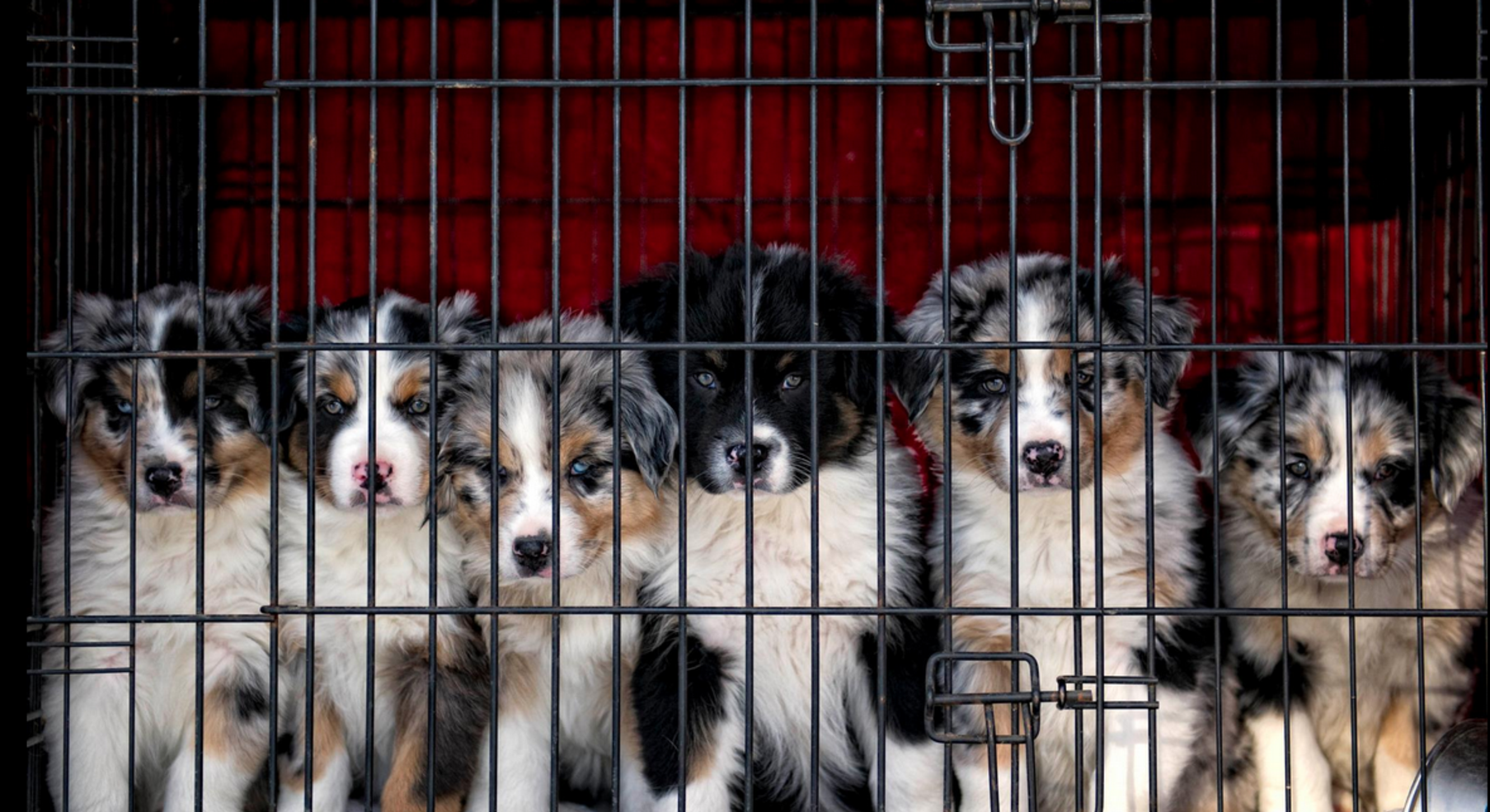 Australian Shepherd Breeders - Out West Aussies