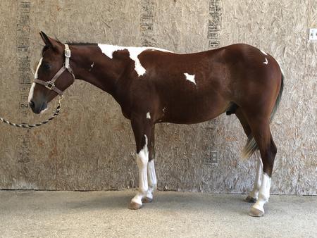 Horses for Sale | Whiskey Canyon Ranch