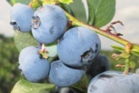 HOME [www.augustablueberries.com]