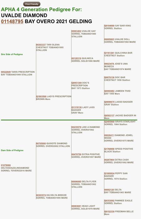 Horses for Sale | Whiskey Canyon Ranch