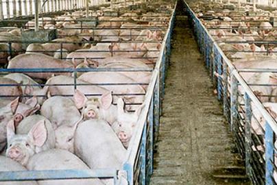 Concentrated Animal Feeding Operations Articles