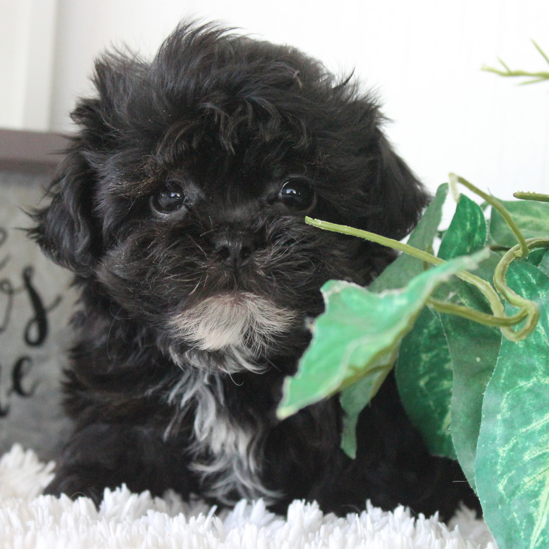Rolling Meadows Puppies - Shichon Poo, teddy bear poo, daisy dog, puppy ...
