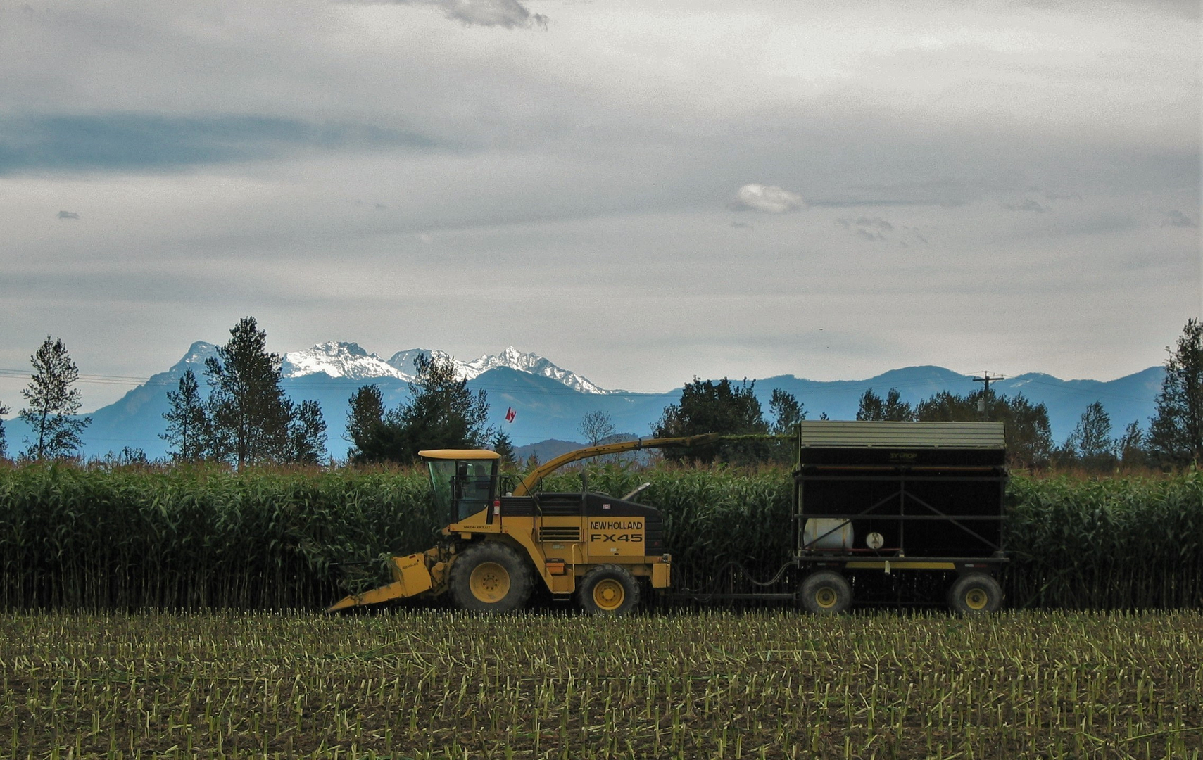 Fraser Seeds Greenfield Genetics - Corn Seed, Silage Grain