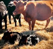 Home [www.thefamilyfarmonaventferry.com]