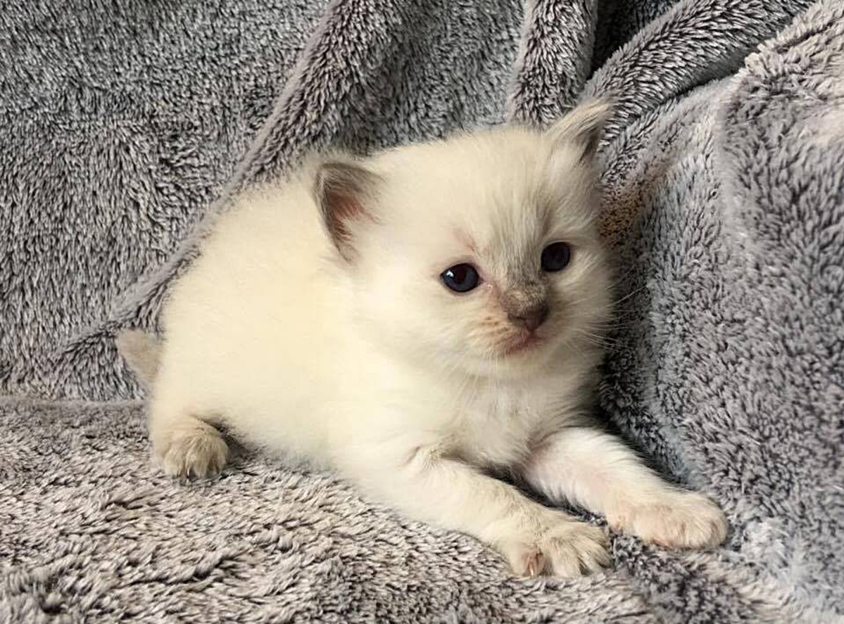 Available Ragdoll Kittens