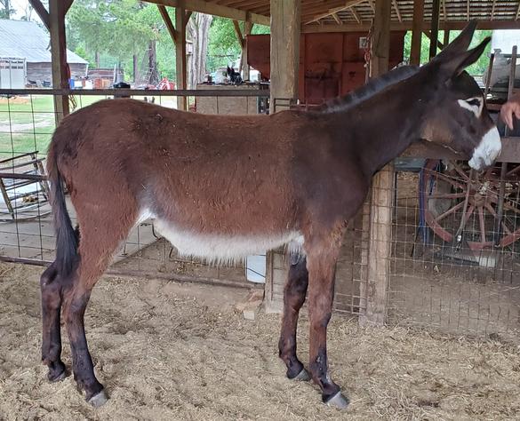 Future Breeding Jennets