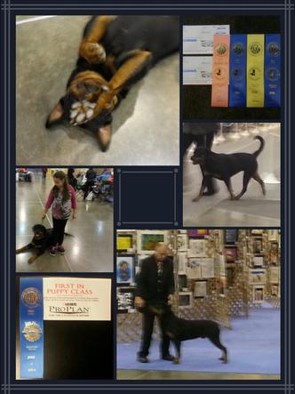 Legendary Rottweilers, German Rotts, ADRK lines, German Rottweilers ...