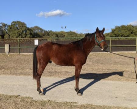 Horses for Sale | Whiskey Canyon Ranch