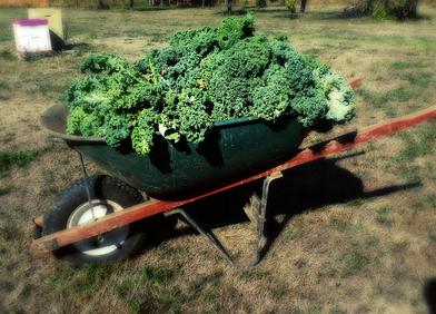 Home [www.helpfulhen.com]